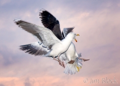 Appledore Island - Jim Block Photography