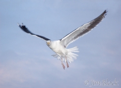 Appledore Island - Jim Block Photography
