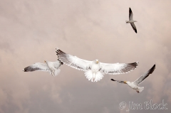 Appledore Island - Jim Block Photography