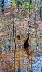 Baker Bush Wetlands - Jim Block Photography