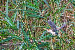 Least Bitterns flying - Jim Block Photography