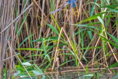 Least Bitterns flying - Jim Block Photography