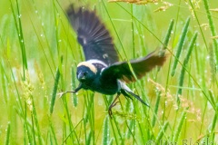 Birds of June 2023 - Jim Block Photography