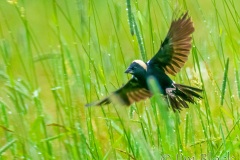 Birds of June 2023 - Jim Block Photography