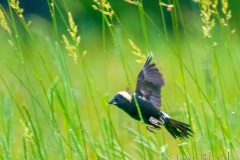 Birds of June 2023 - Jim Block Photography
