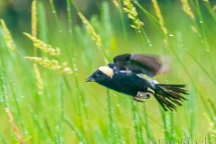 Birds of June 2023 - Jim Block Photography