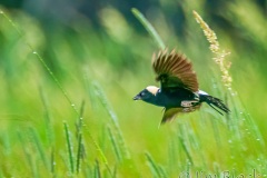 Birds of June 2023 - Jim Block Photography