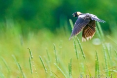 Birds of June 2023 - Jim Block Photography