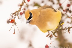 Red butts and a Red-tail - Jim Block Photography