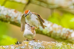 Chipping Sparrows Mating - Jim Block Photography