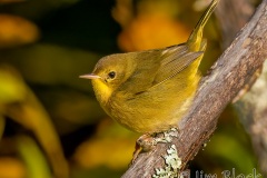 Birds of Fall 2022 - Jim Block Photography