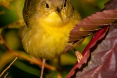 Birds of Fall 2022 - Jim Block Photography