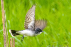 Birds of Early Spring 2024 - Jim Block Photography
