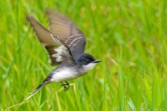 Birds of Early Spring 2024 - Jim Block Photography