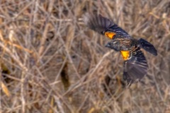 Birds of Early Spring 2024 - Jim Block Photography