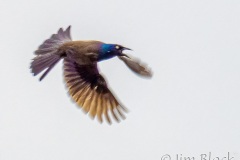 Kinglets to Eagles - Jim Block Photography