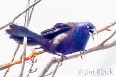 Kinglets to Eagles - Jim Block Photography