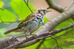 Scruffy-looking Birds - Jim Block Photography