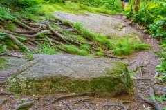 Early Summer 2022 - Jim Block Photography