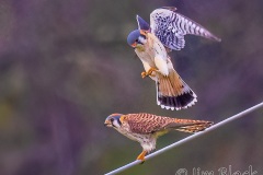 Kinglets to Eagles - Jim Block Photography