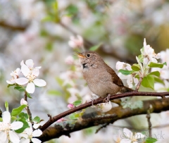 Common Birds and Apple Trees - Jim Block Photography