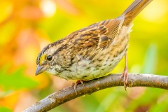 Birds of Fall 2022 - Jim Block Photography