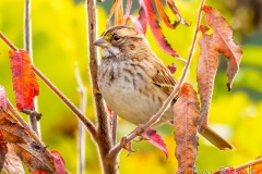 Birds of Fall 2022 - Jim Block Photography