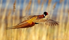 Various Birds - Jim Block Photography