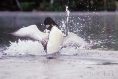 Loons - Jim Block Photography