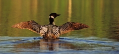 Loons - Jim Block Photography