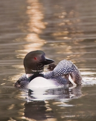 Loons - Jim Block Photography