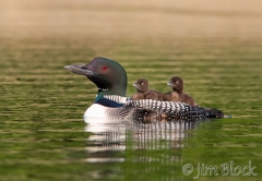 Loons - Jim Block Photography