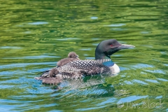 Loons - Jim Block Photography