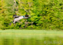 Loons - Jim Block Photography