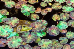 Nature - Jim Block Photography