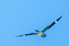 Birds of the Second Half of Summer 2025 - Jim Block Photography