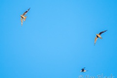 Birds of the Second Half of Summer 2025 - Jim Block Photography