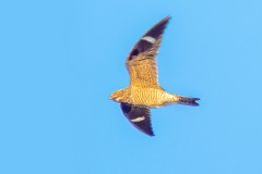 Birds of the Second Half of Summer 2025 - Jim Block Photography