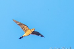 Birds of the Second Half of Summer 2025 - Jim Block Photography