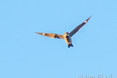 Birds of the Second Half of Summer 2025 - Jim Block Photography