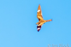 Birds of the Second Half of Summer 2025 - Jim Block Photography