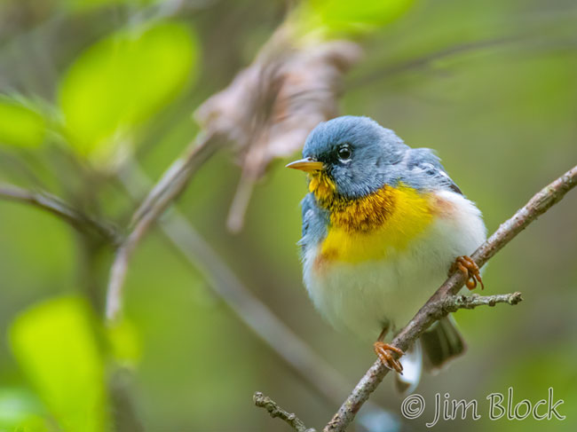 Northern Parula at Mink Brook Nature Preserve - Jim Block Photography