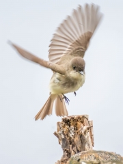 Phoebes Flying - Jim Block Photography