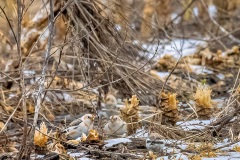 First Two Months of Winter, 2022-3 - Jim Block Photography