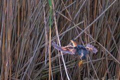 Least Bitterns flying - Jim Block Photography
