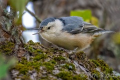 Birds of Fall 2022 - Jim Block Photography