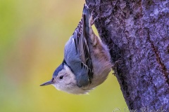 Birds of Fall 2022 - Jim Block Photography