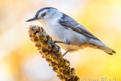 Birds of Fall 2022 - Jim Block Photography