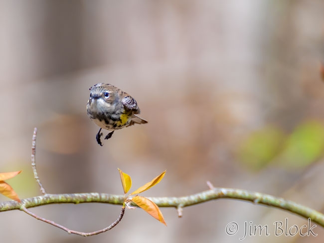 More Ice House Birds - Jim Block Photography
