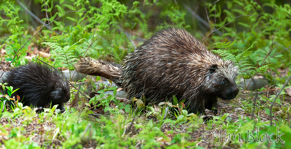 Porcupines in Yard - Jim Block Photography